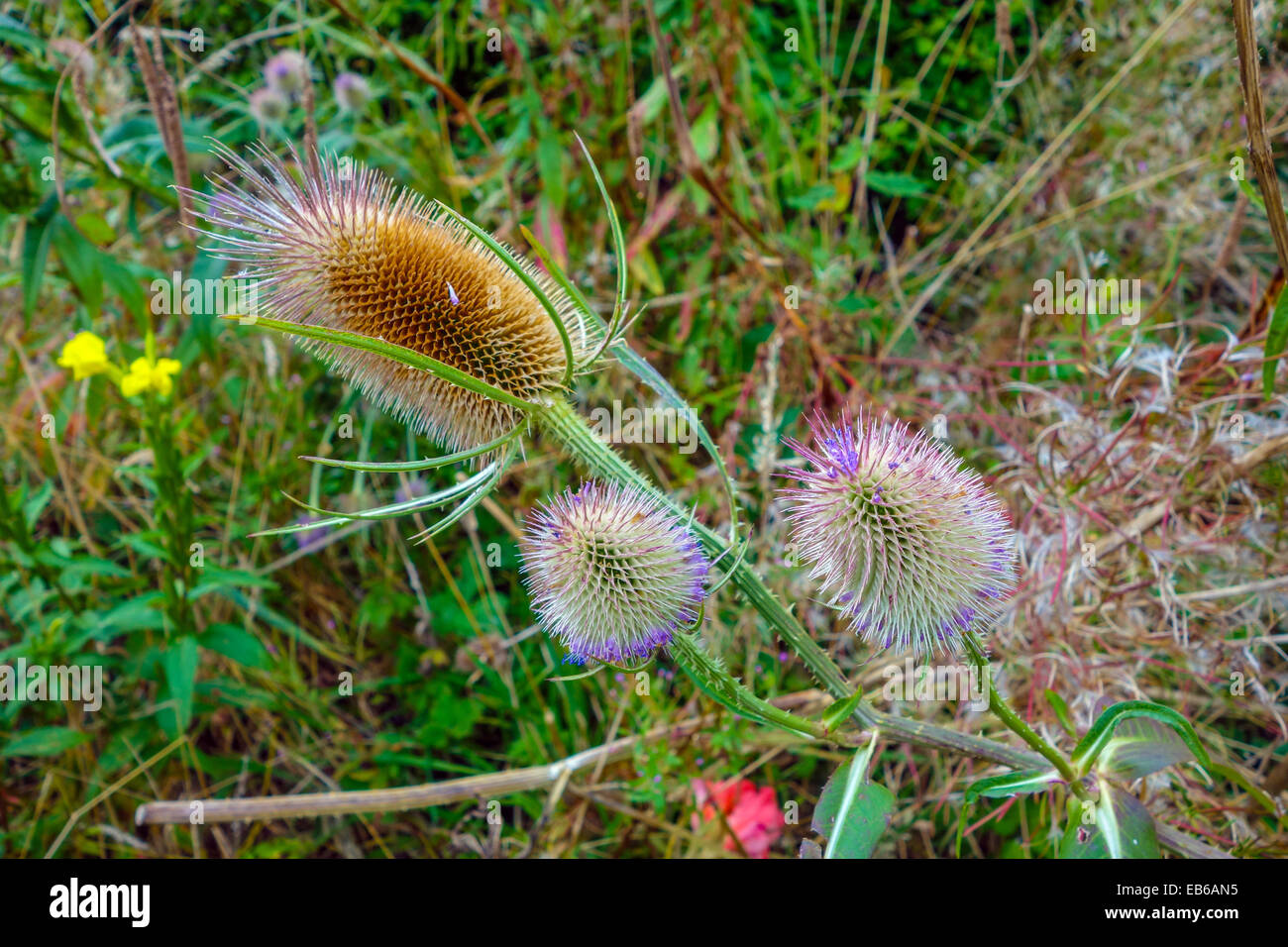Spiky Teasel head, Dipsacus, growing in allotment Stock Photo - Alamy