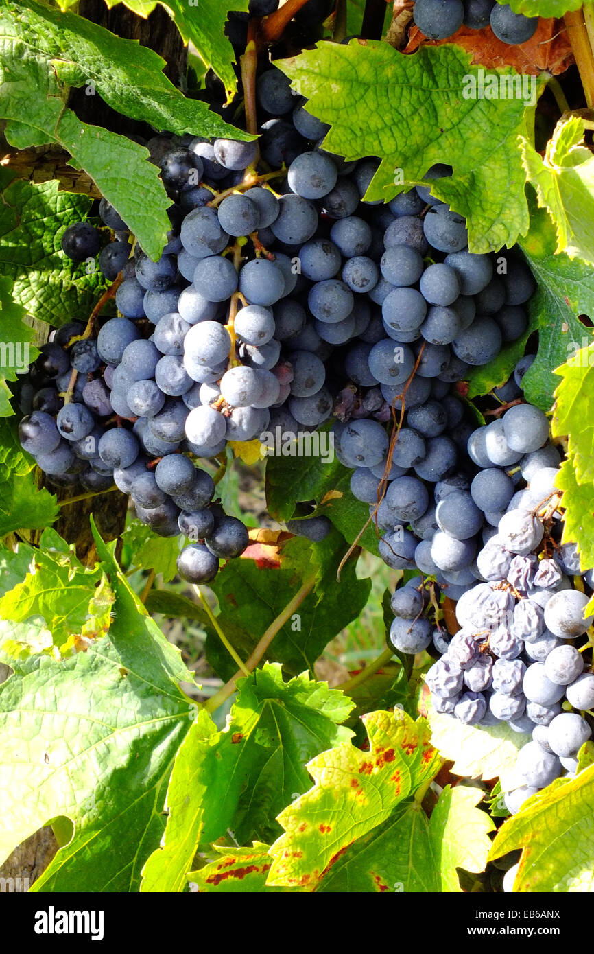 Grapevine details hi-res stock photography and images - Alamy