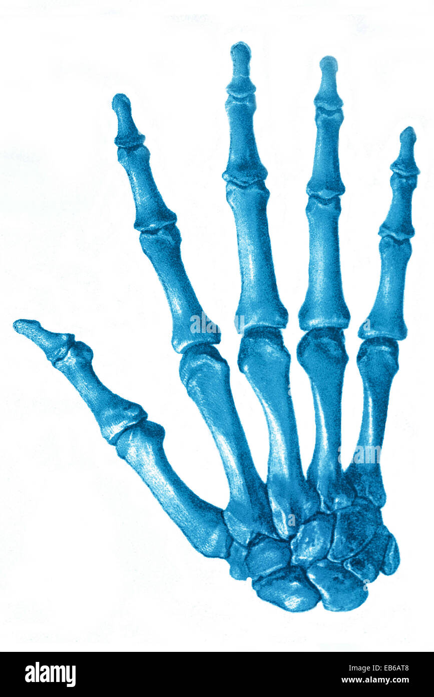 Hand illustration hi-res stock photography and images - Alamy