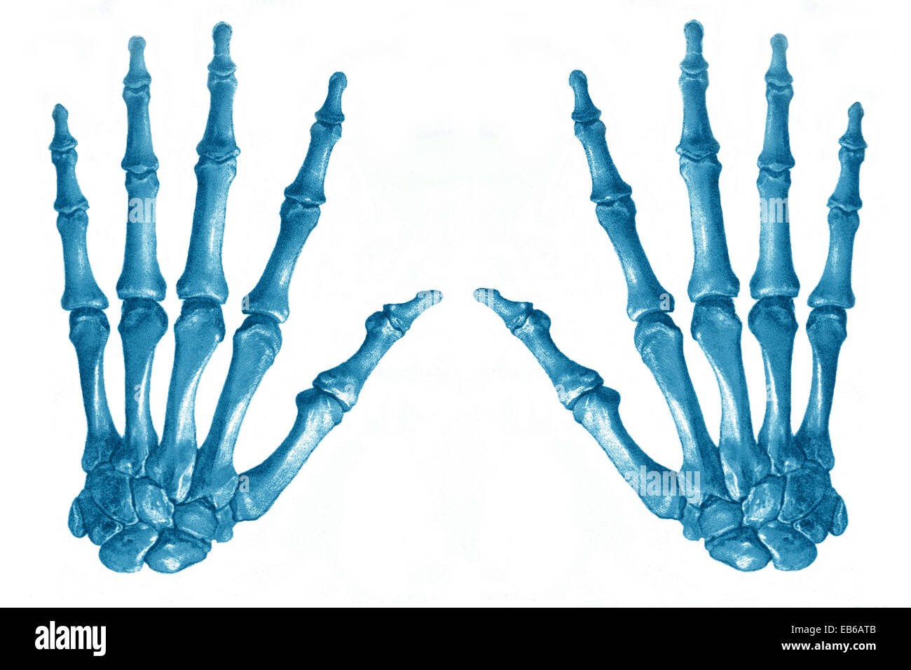 Hand bones illustration hi-res stock photography and images - Alamy
