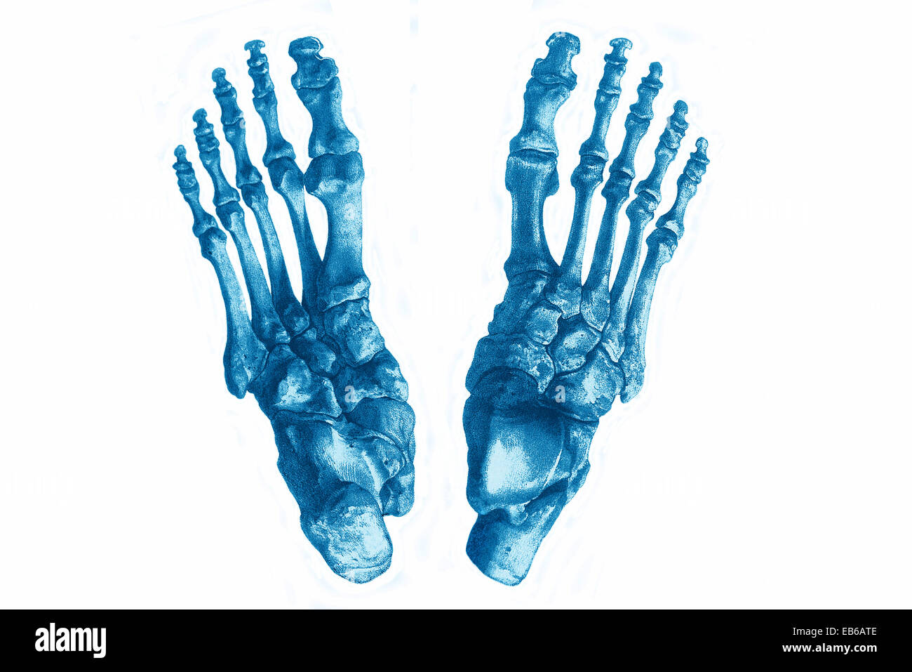 Medical foot illustration hi-res stock photography and images - Alamy