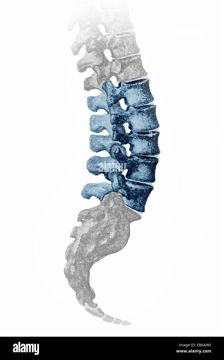 Lumbar vertebra drawing hi-res stock photography and images - Alamy