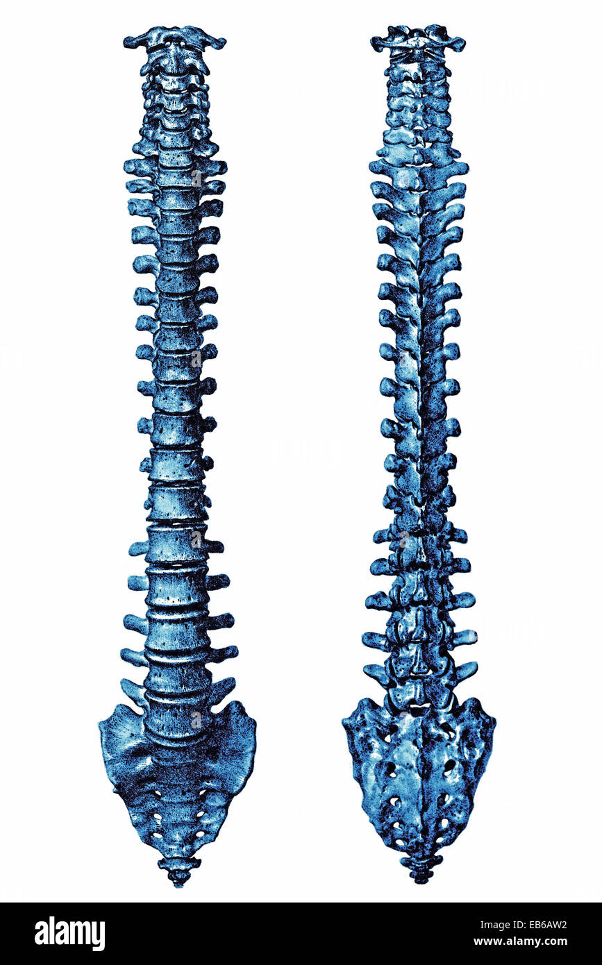 Spinal Stock Photos & Spinal Stock Images - Alamy