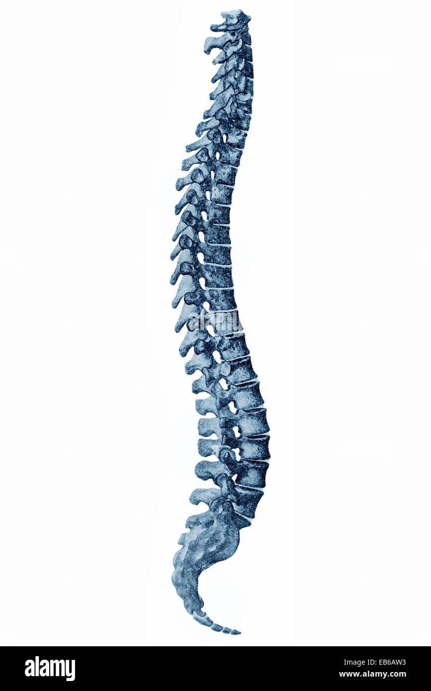 Spinal areas hi-res stock photography and images - Alamy