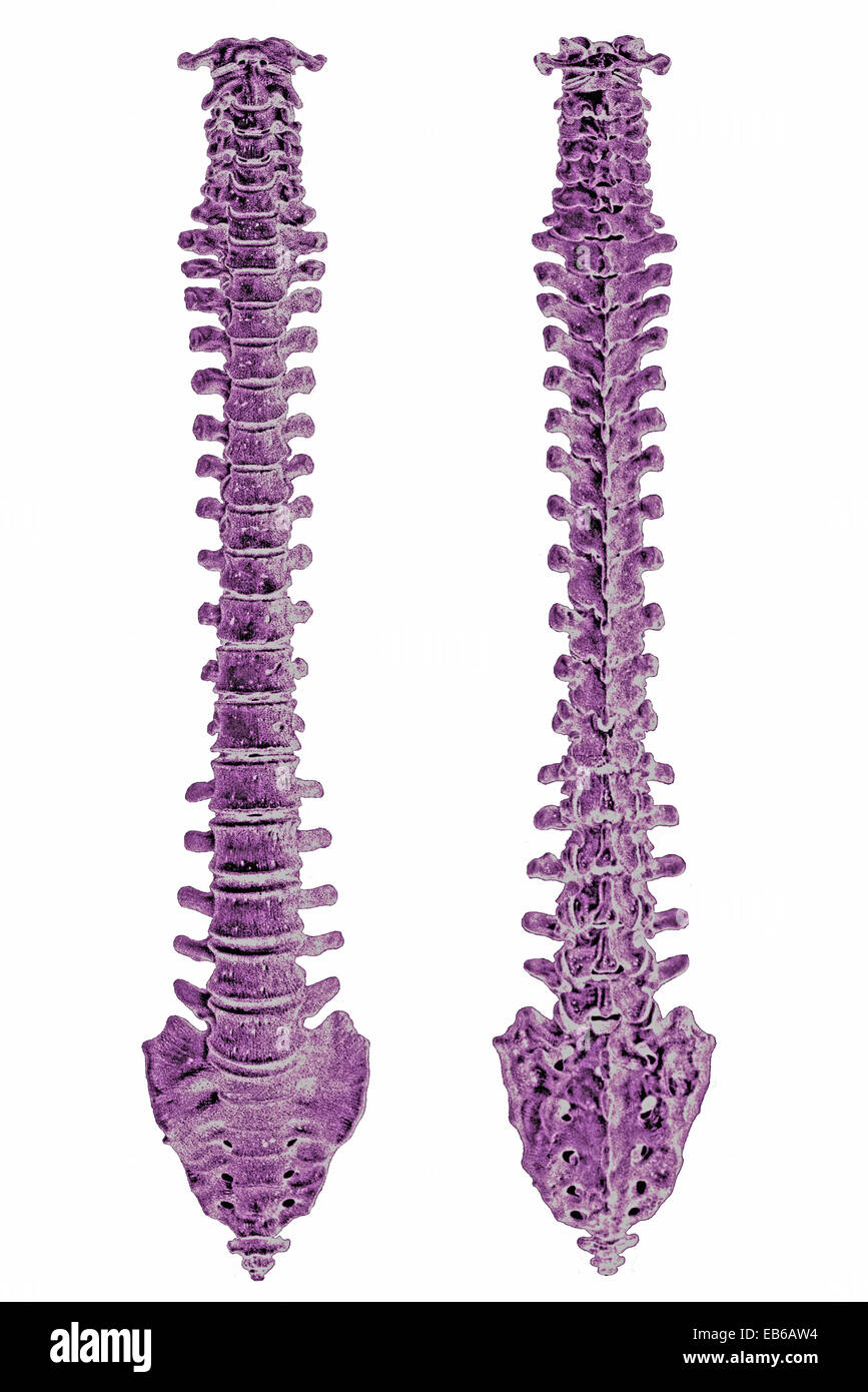 SPINAL COLUMN, ILLUSTRATION Stock Photo - Alamy
