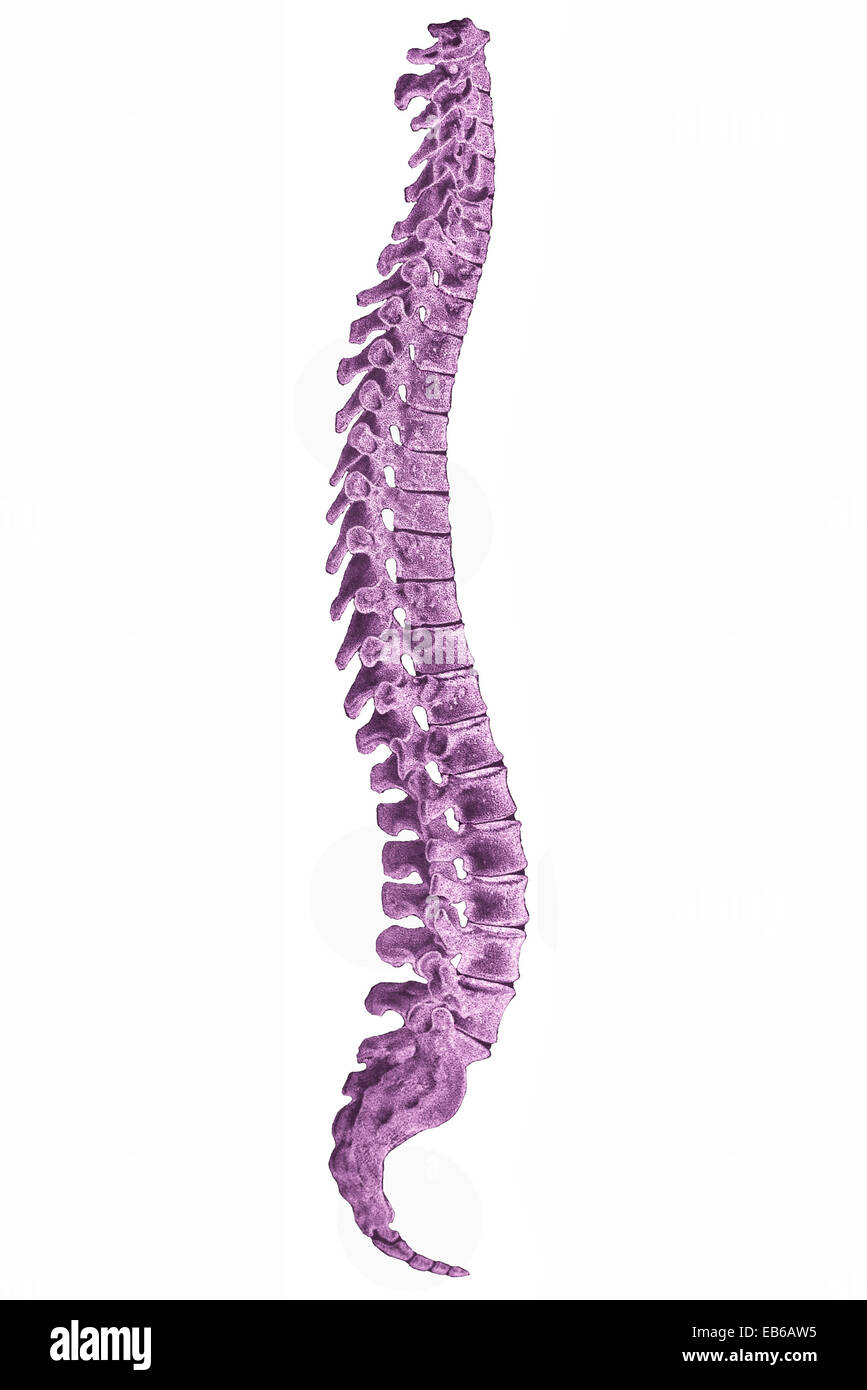 SPINAL COLUMN, ILLUSTRATION Stock Photo - Alamy