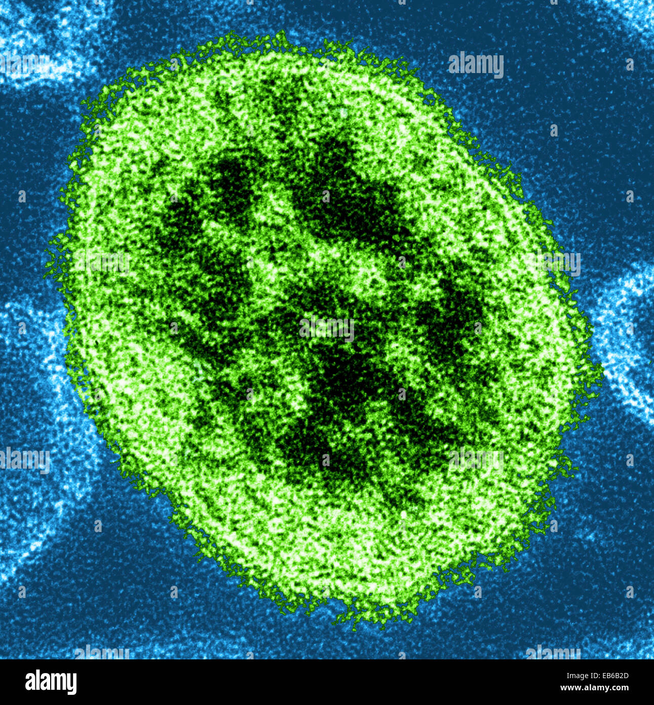 Measles virus hi-res stock photography and images - Alamy