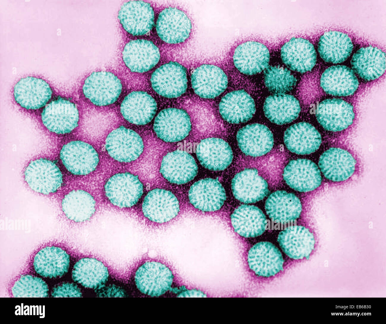 Rotavirus hi-res stock photography and images - Alamy