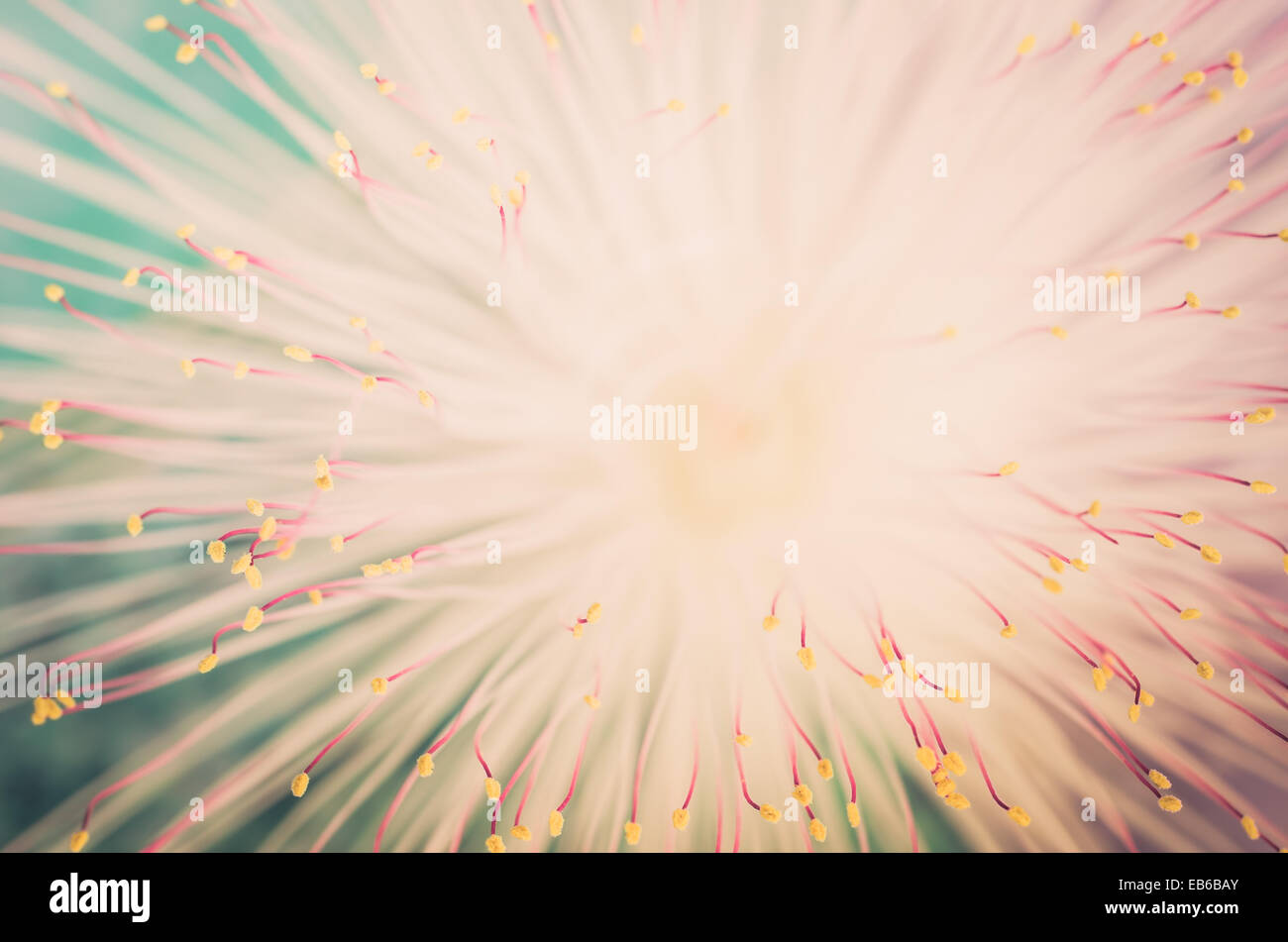 Fish Poison Tree or Putat or Sea Poison Tree or Barringtonia asiatica ...