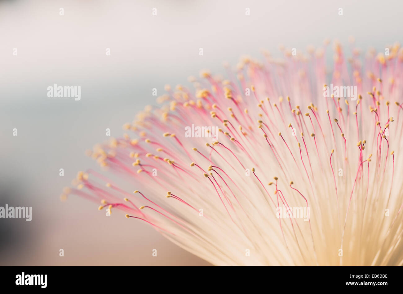 Fish Poison Tree or Putat or Sea Poison Tree or Barringtonia asiatica ...