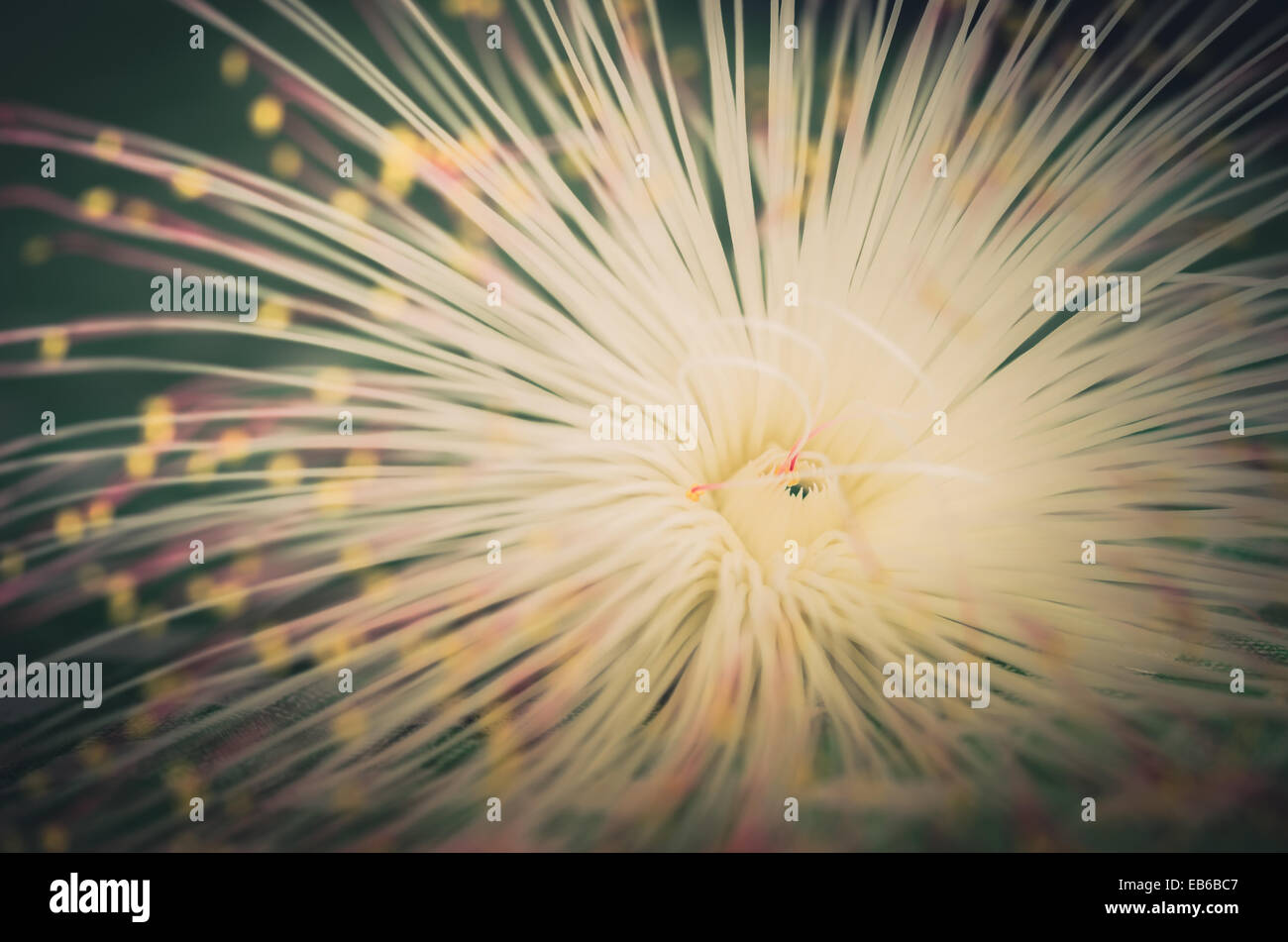 Fish Poison Tree or Putat or Sea Poison Tree or Barringtonia asiatica ...