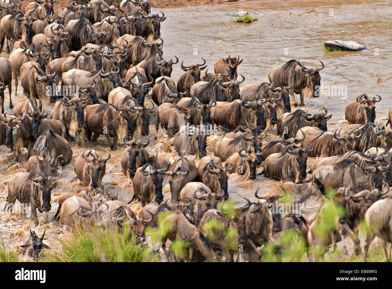 Wildebeest serengeti migration hi-res stock photography and images - Alamy