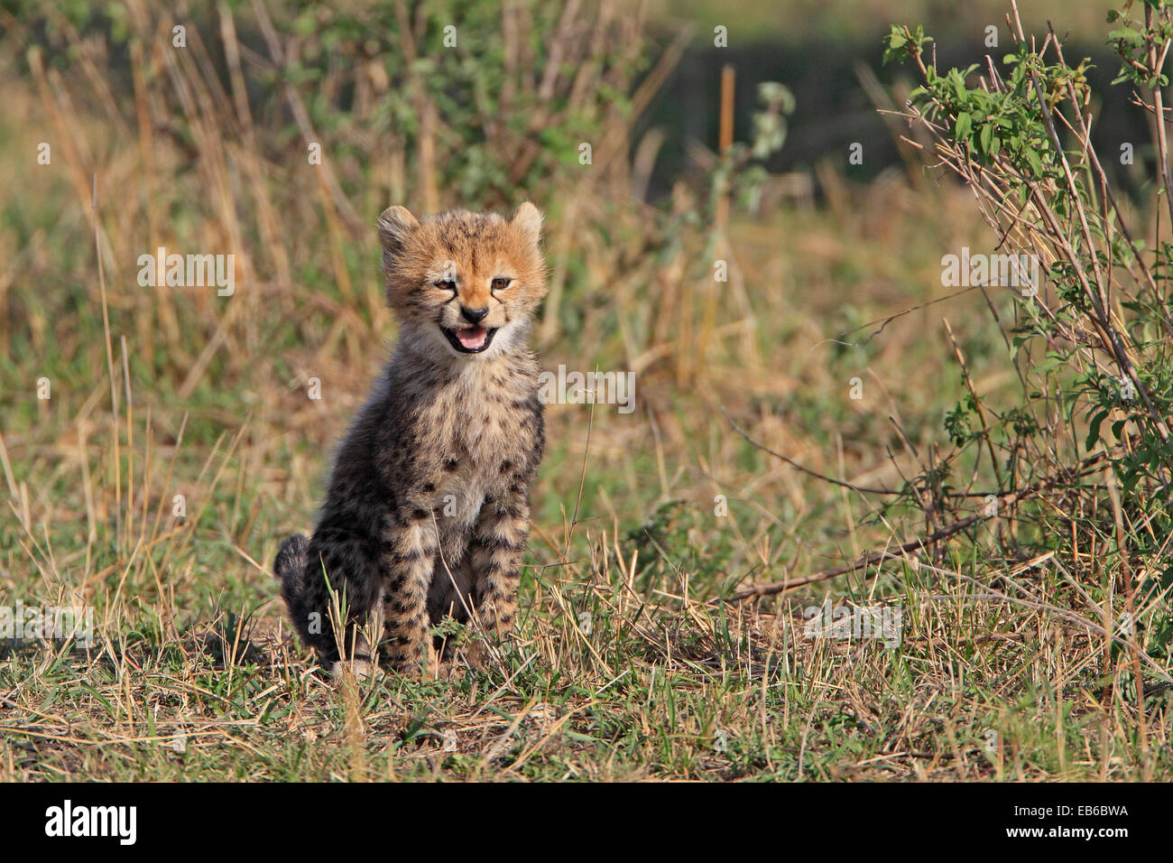 Young Cheetah Cub Stock Photo - Alamy