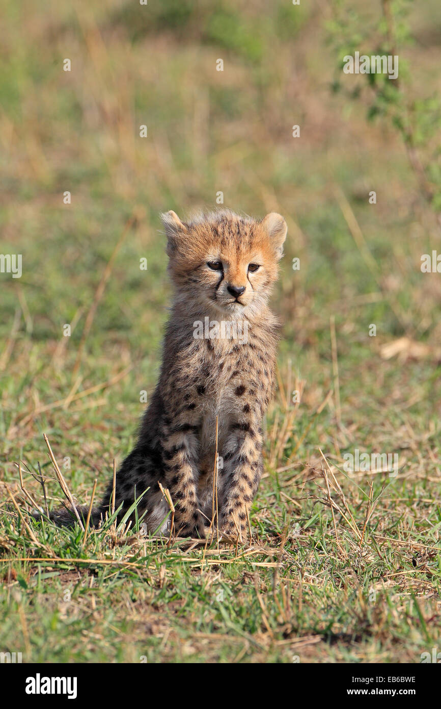 Juvenile cheetah hi-res stock photography and images - Alamy