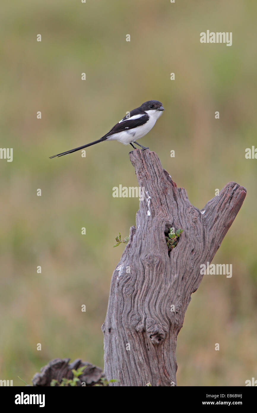 Long tailed fiscal shrike hi-res stock photography and images - Alamy
