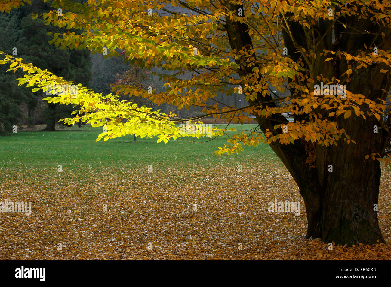 Park, autumn, hornbeam (Carpinus betulus Stock Photo - Alamy