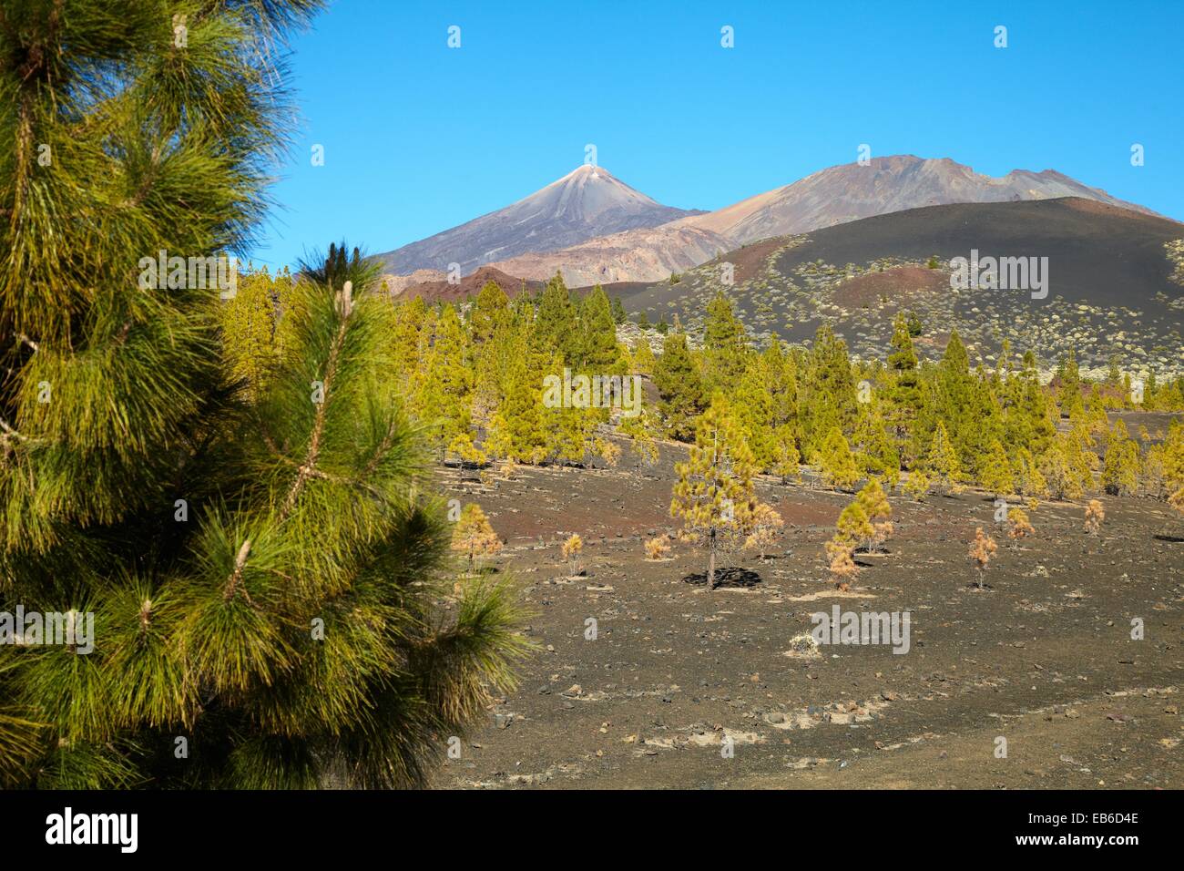 Pino Canario Canary Island Pine Pinus Canariensis High Resolution Stock ...
