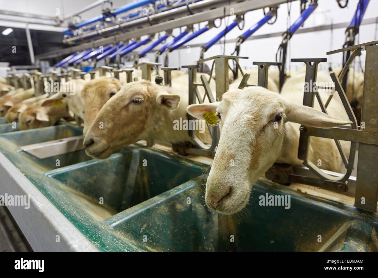 Milking a sheep hi-res stock photography and images - Alamy