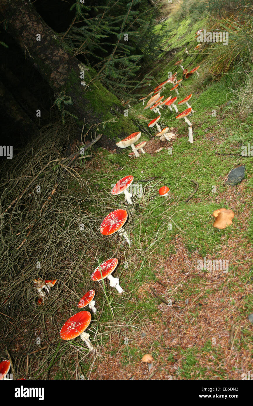 Fly Agaric Toadstools on the Isle of Man Stock Photo - Alamy