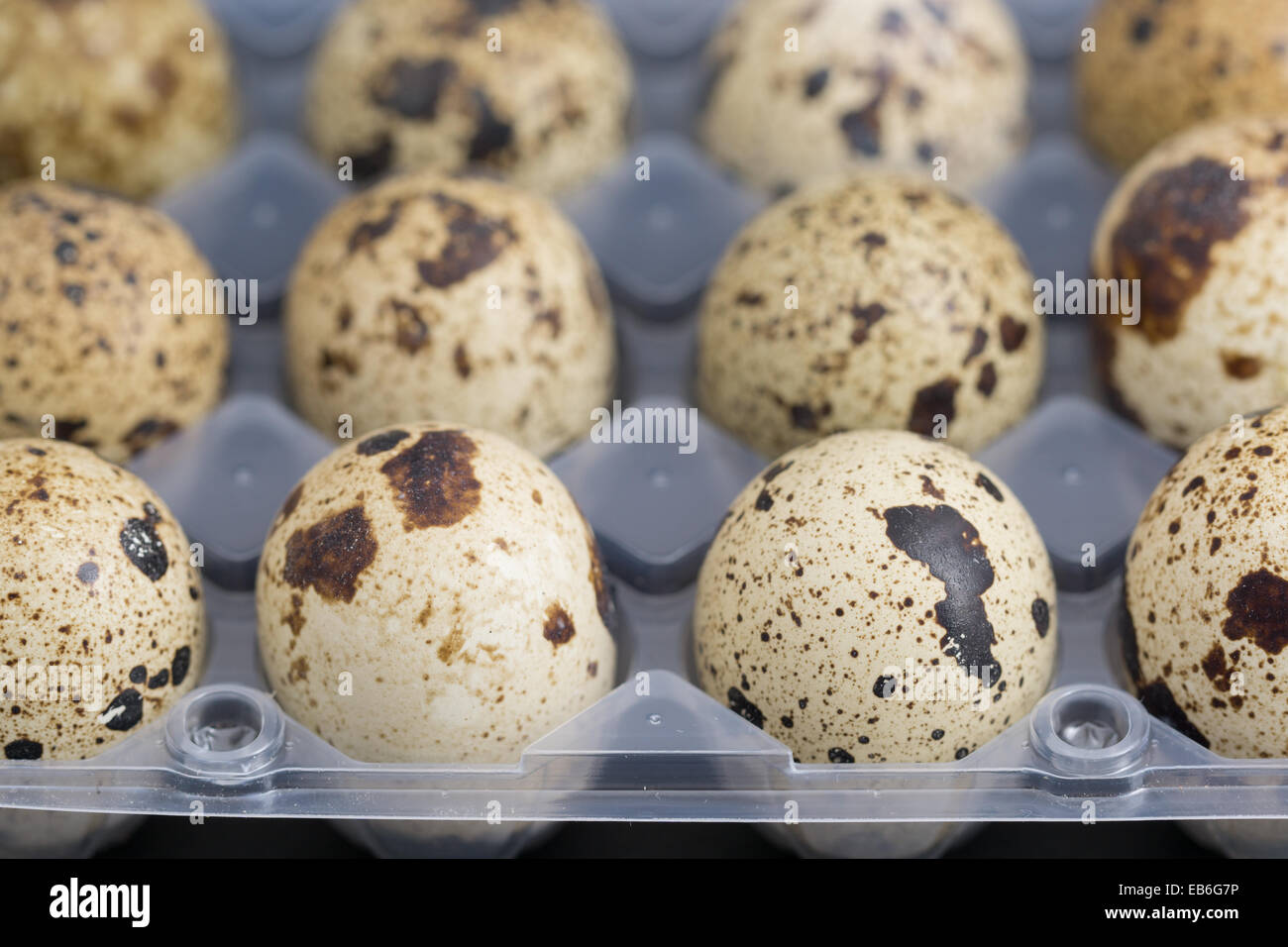 Quail eggs on egg box, side view, focus on front, black background ...