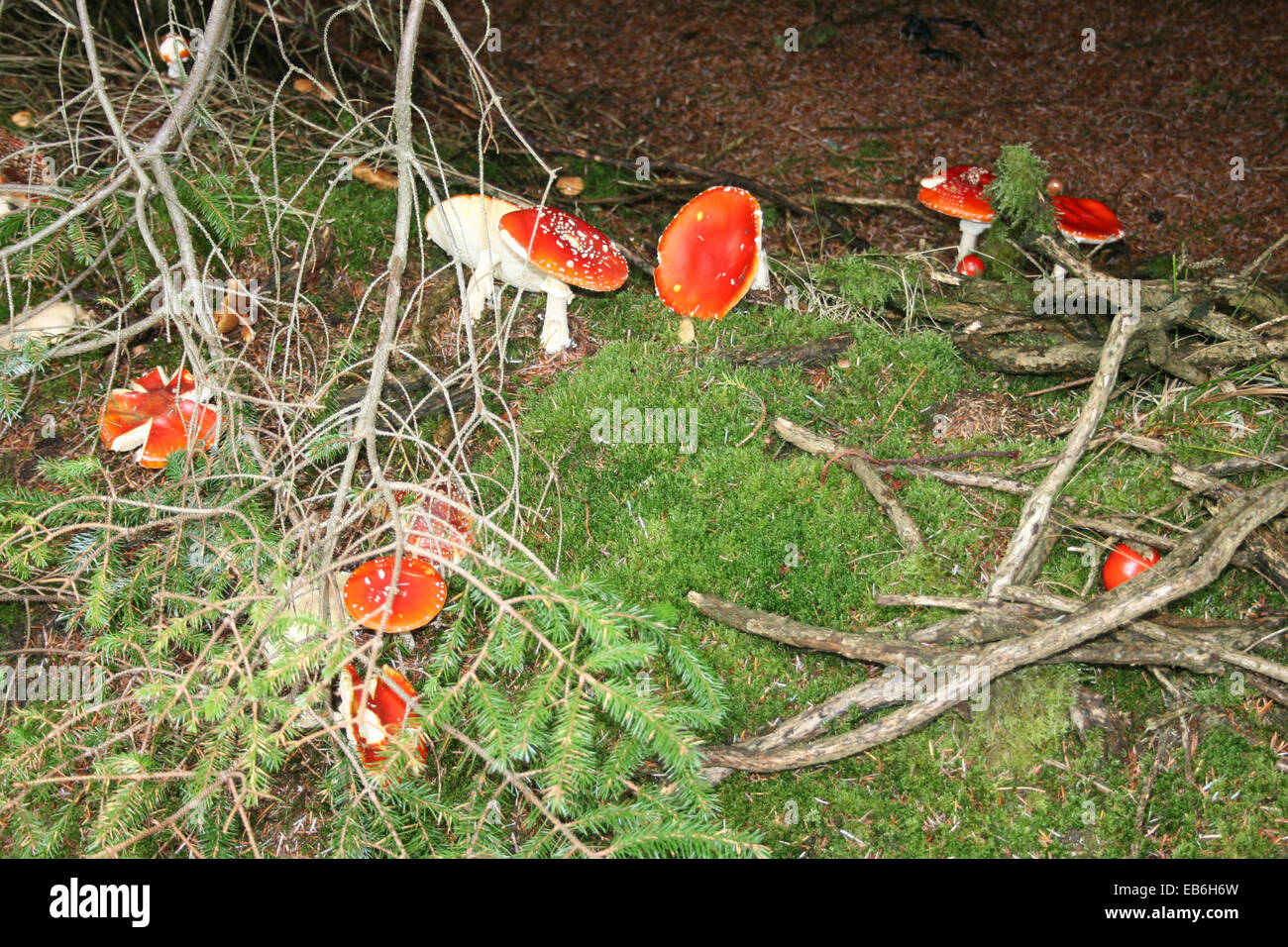 Fly Agaric Toadstools on the Isle of Man Stock Photo - Alamy