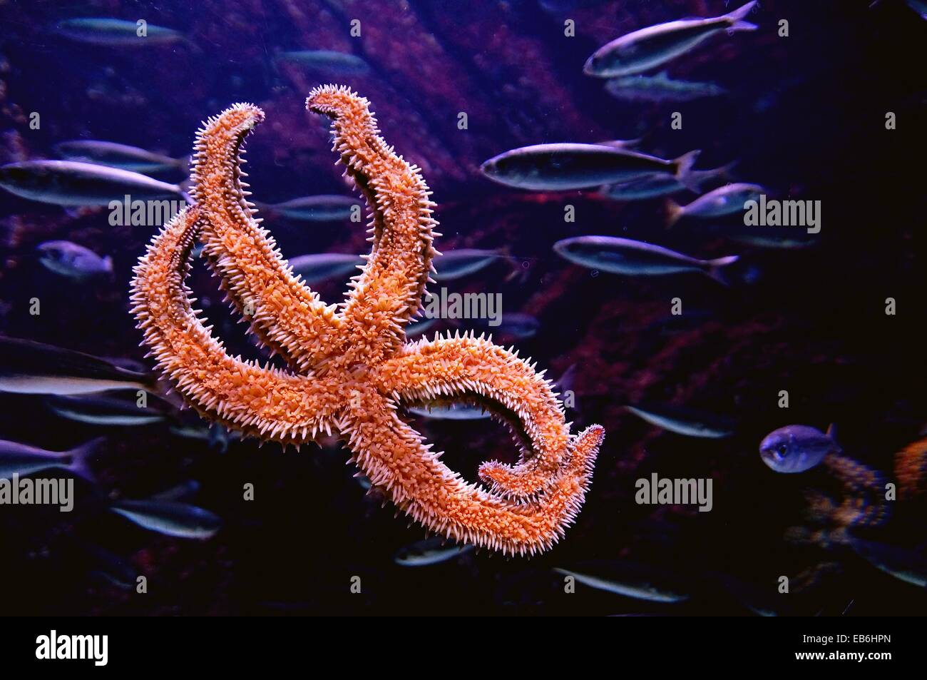 Names Of Echinodermata