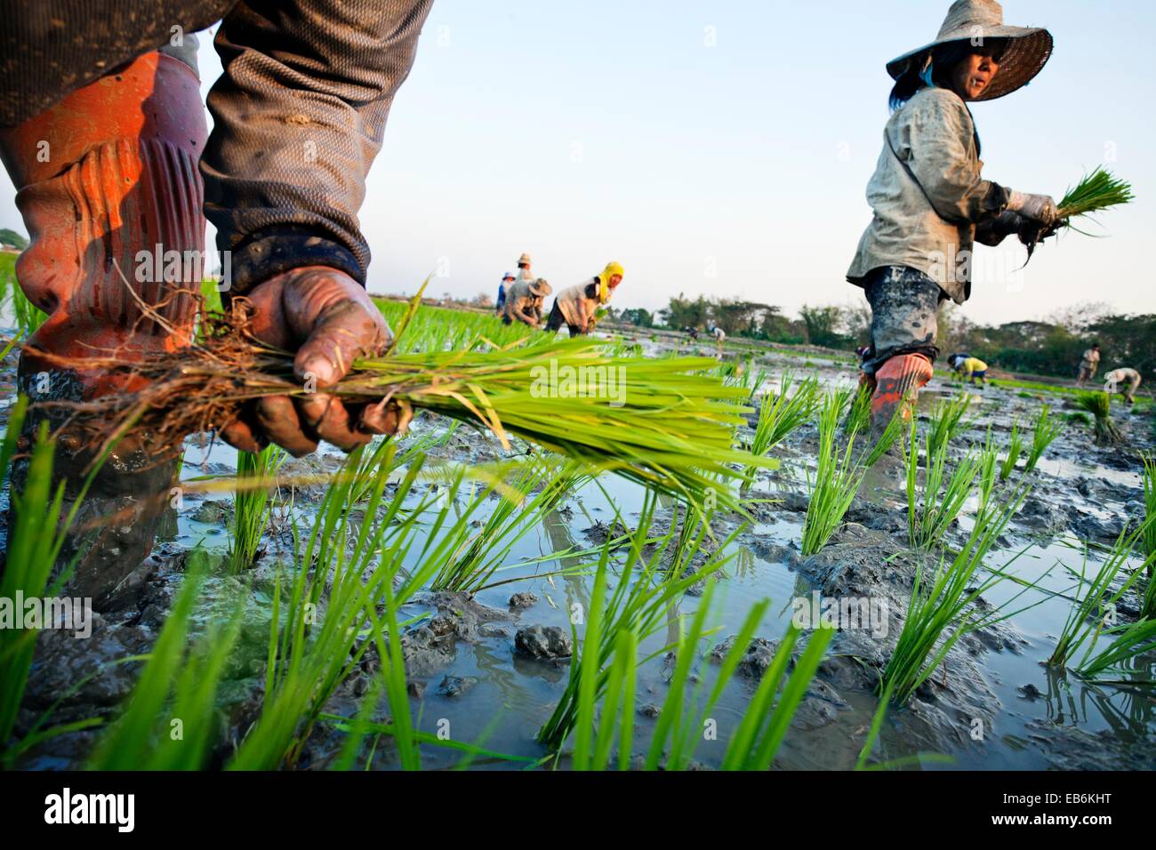 Rice paddy field, Chiang Rai Province, Thailand Stock Photo - Alamy