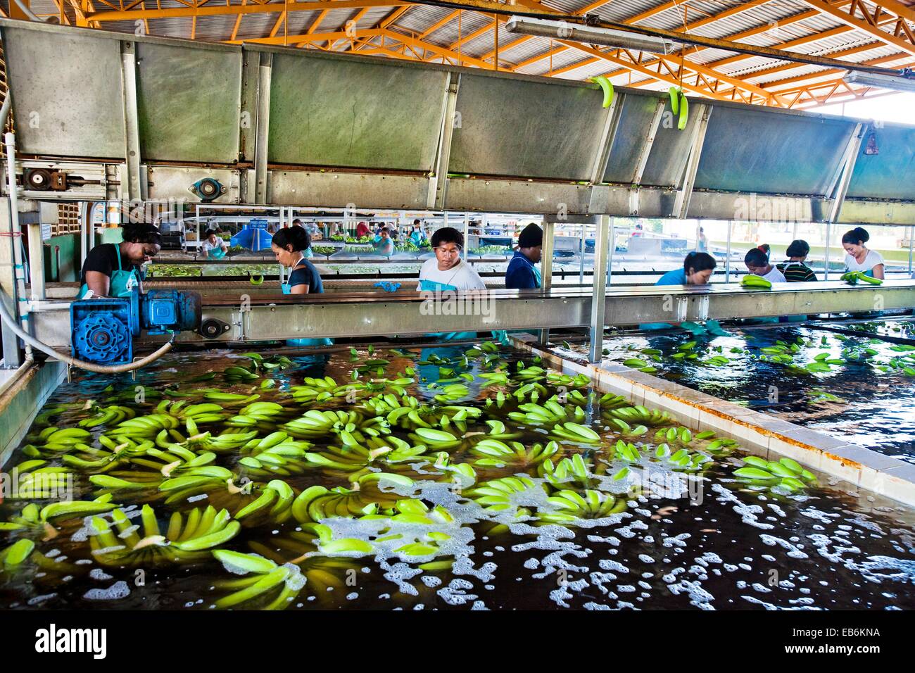 Banana industry costa rica hi-res stock photography and images - Alamy