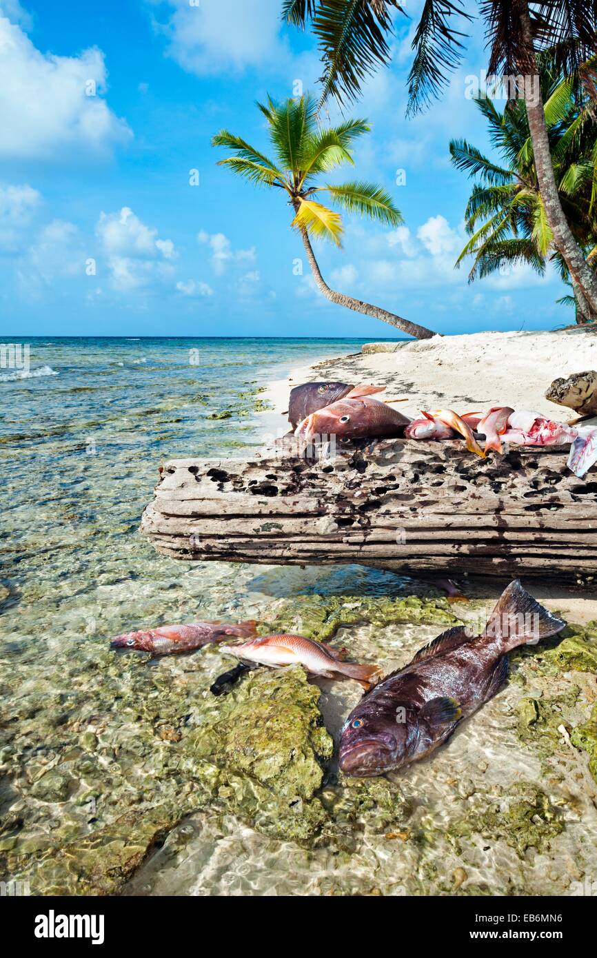 Guna fish hi-res stock photography and images - Alamy