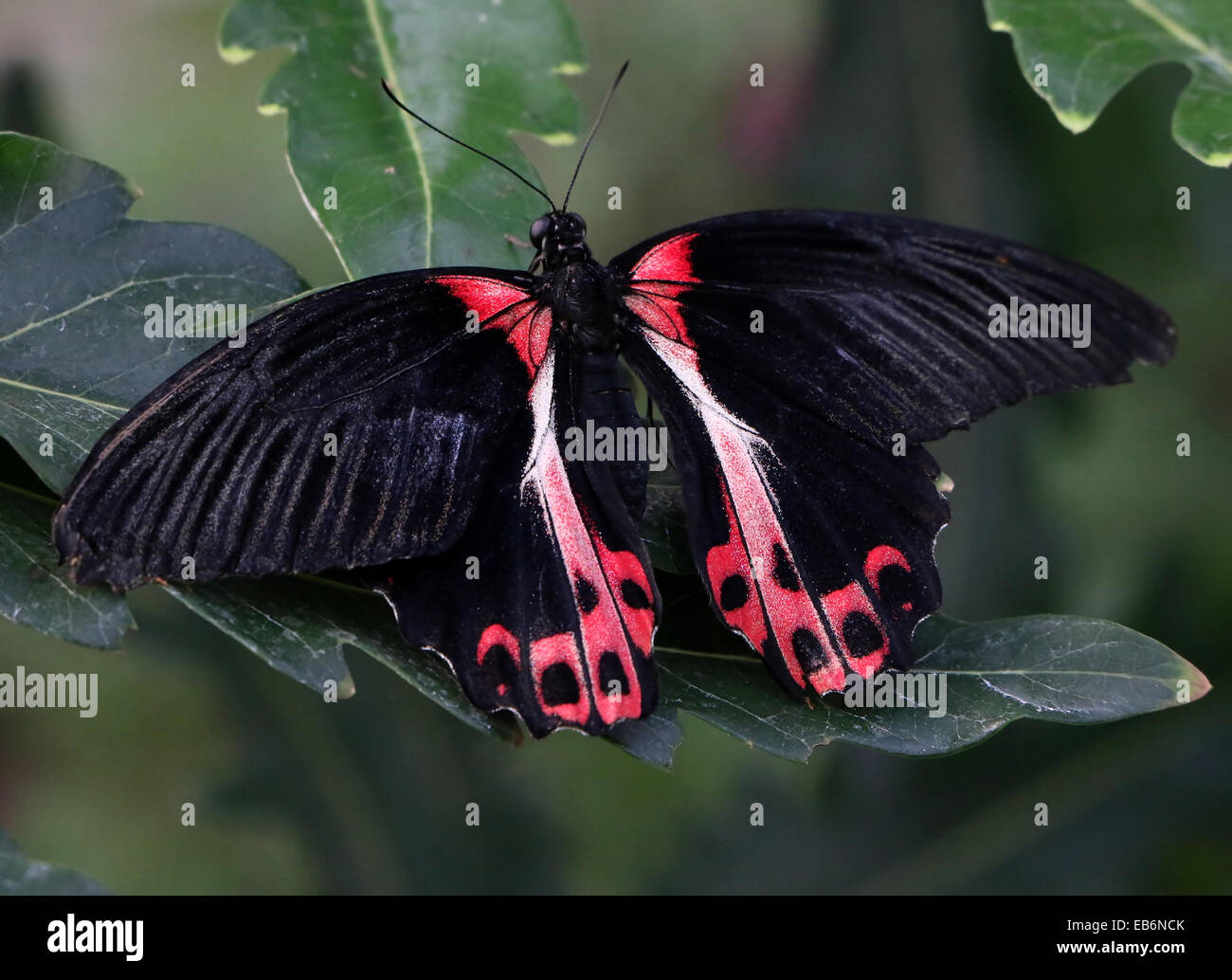 Red Swallowtail Butterfly