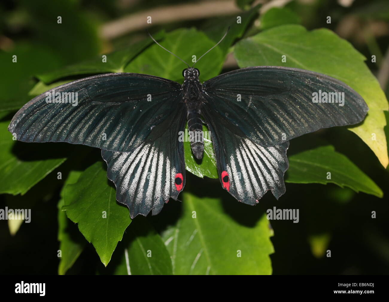 Papilio deiphobus hi-res stock photography and images - Alamy