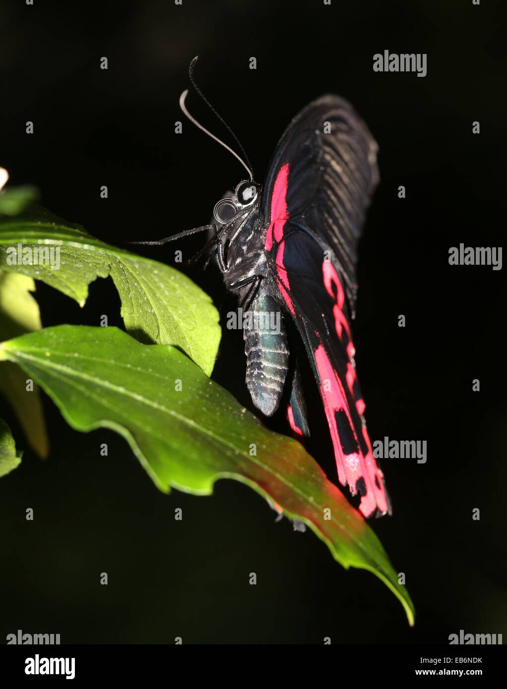 Papilio deiphobus rumanzovia hi-res stock photography and images - Alamy