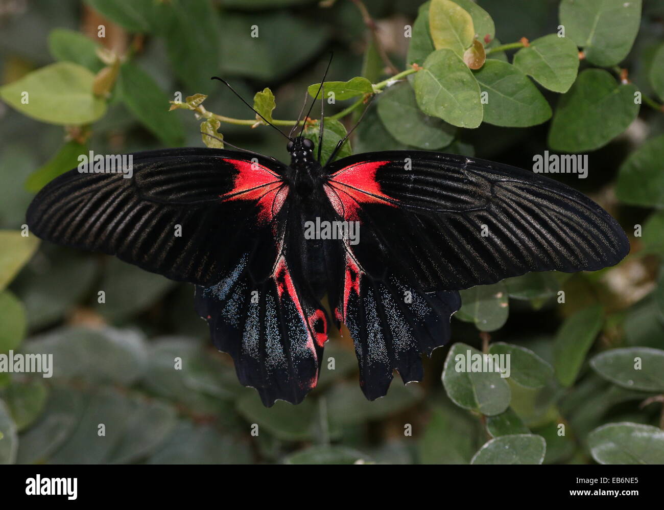Papilio deiphobus hi-res stock photography and images - Alamy