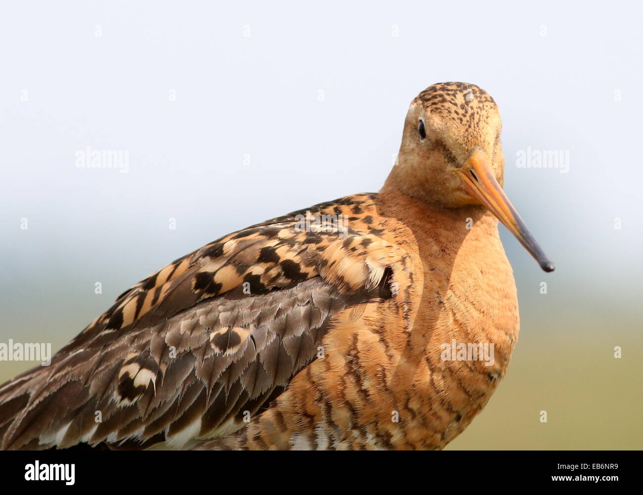 Black-tailed Godwit (Limosa limosa) facing camera at close range, close ...