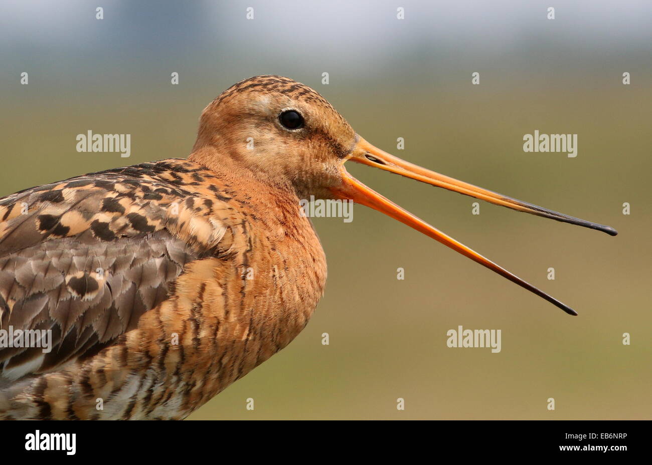 Temperamental Black-tailed Godwit (Limosa limosa) in close-up of upper ...