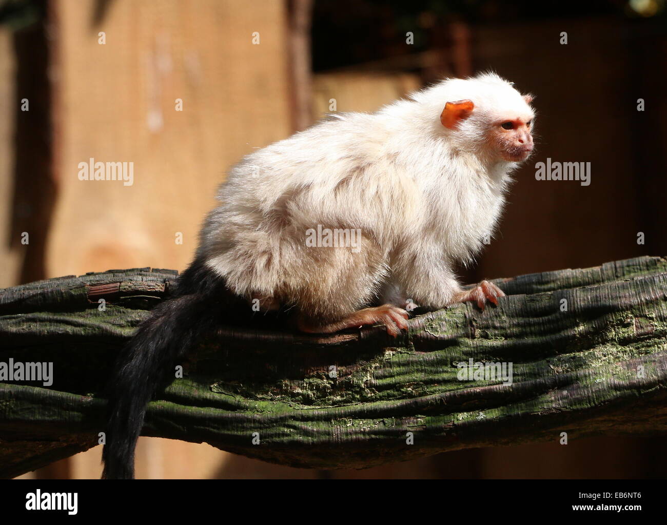 Ouistiti argente hi-res stock photography and images - Alamy
