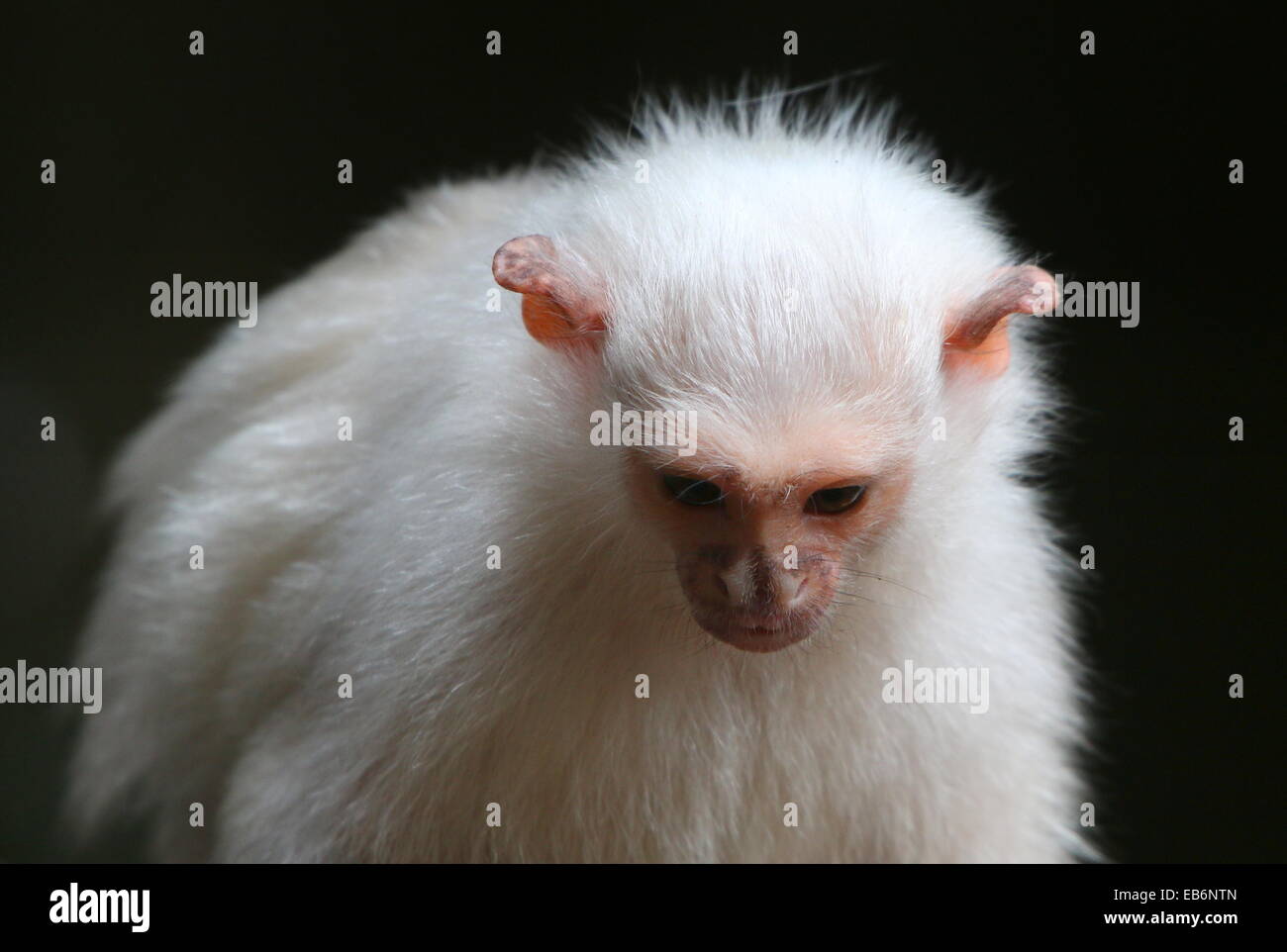 South American Silvery marmoset (Mico argentatus, Callithrix argentata ...