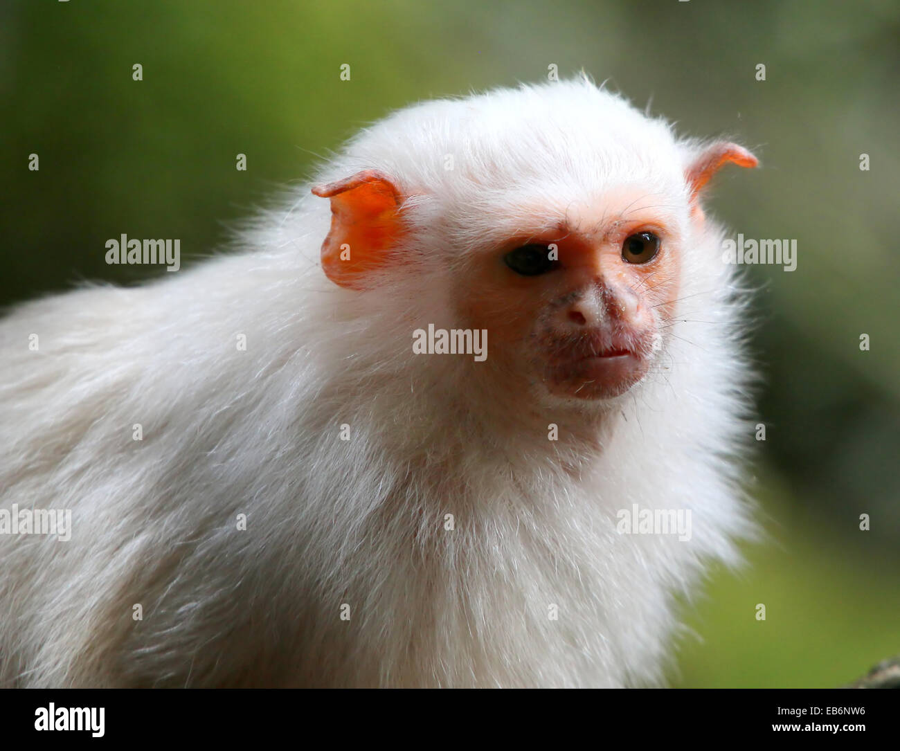 South American Silvery marmoset (Mico argentatus, Callithrix argentata ...