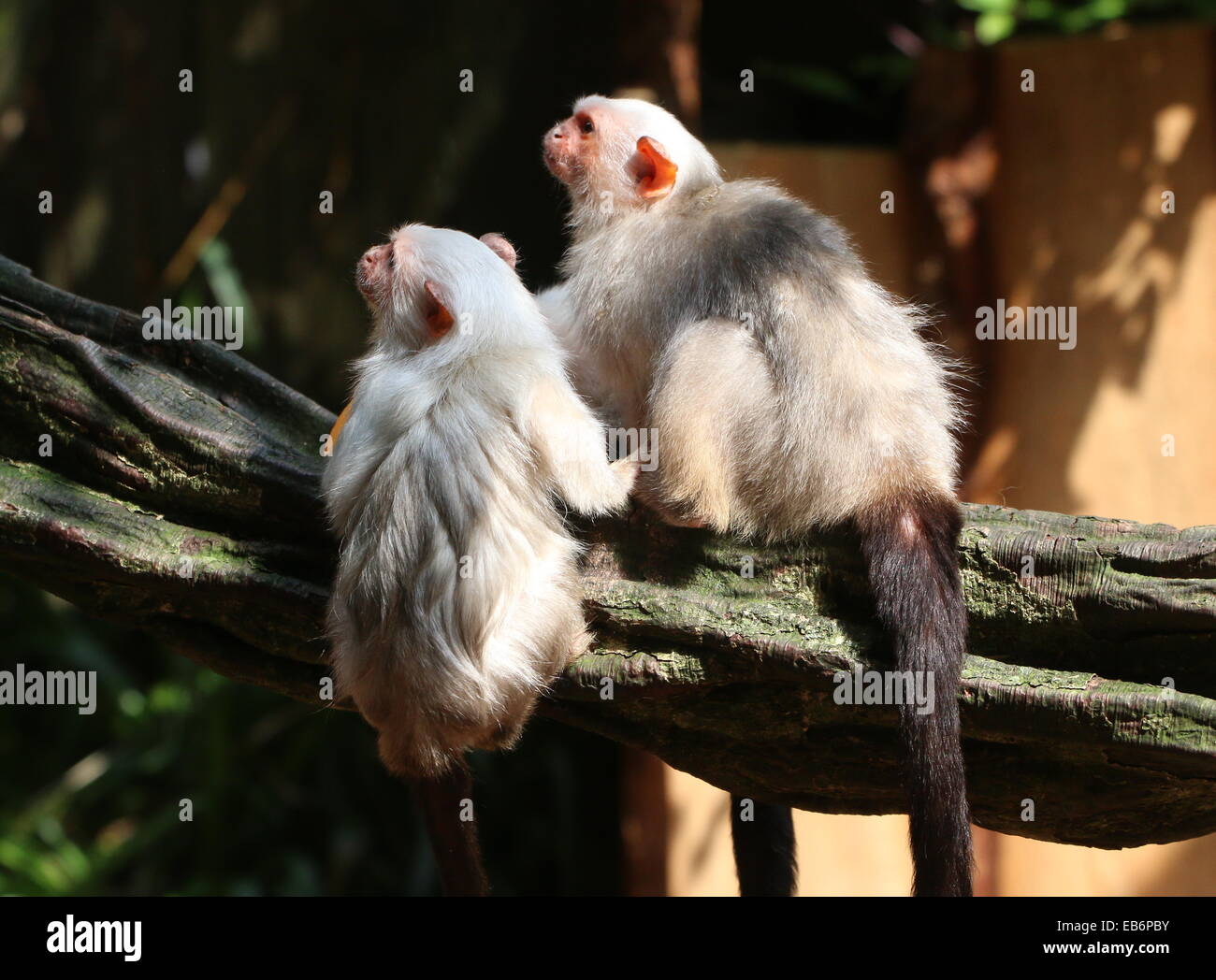 Callithrix mico argentata hi-res stock photography and images - Alamy