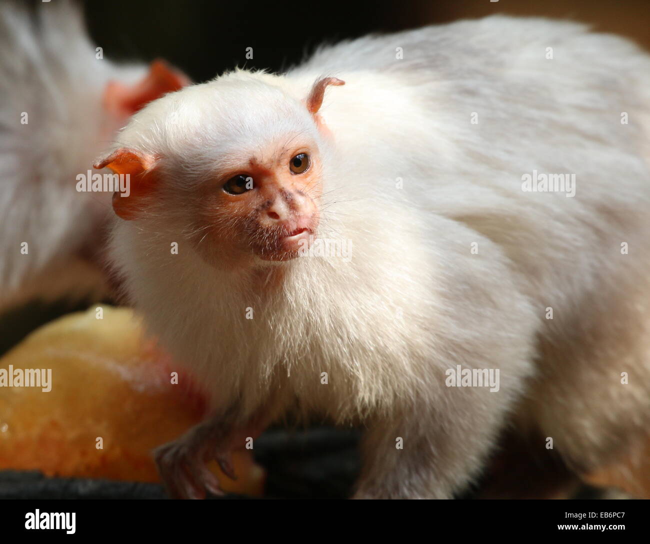 South American Silvery marmoset (Mico argentatus, Callithrix argentata ...