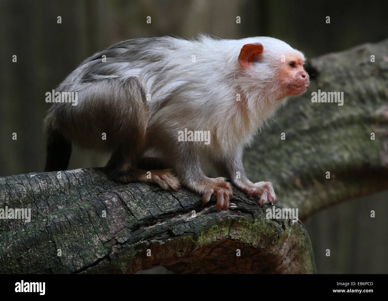 South American Silvery marmoset (Mico argentatus, Callithrix argentata ...