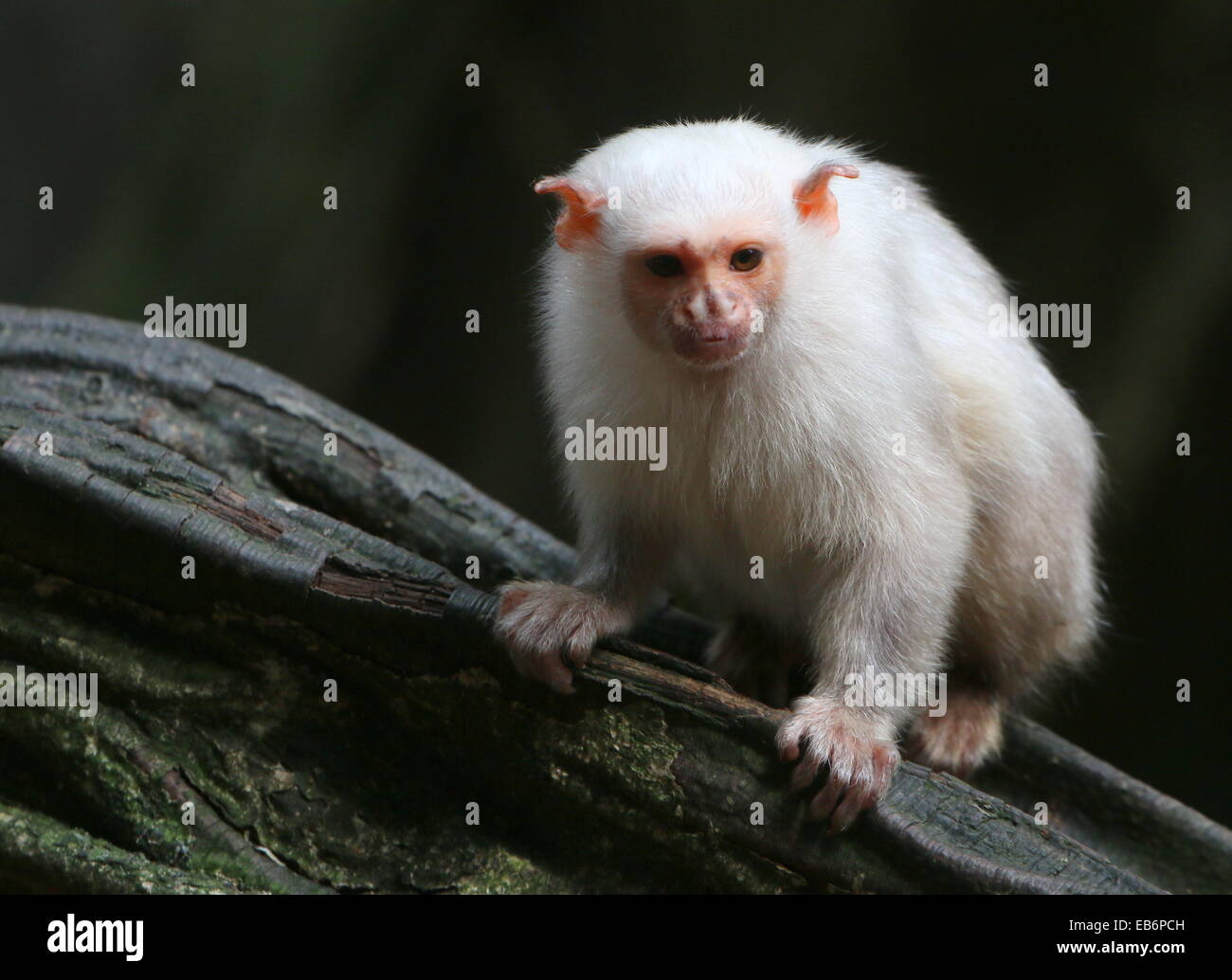 Mico hi-res stock photography and images - Alamy