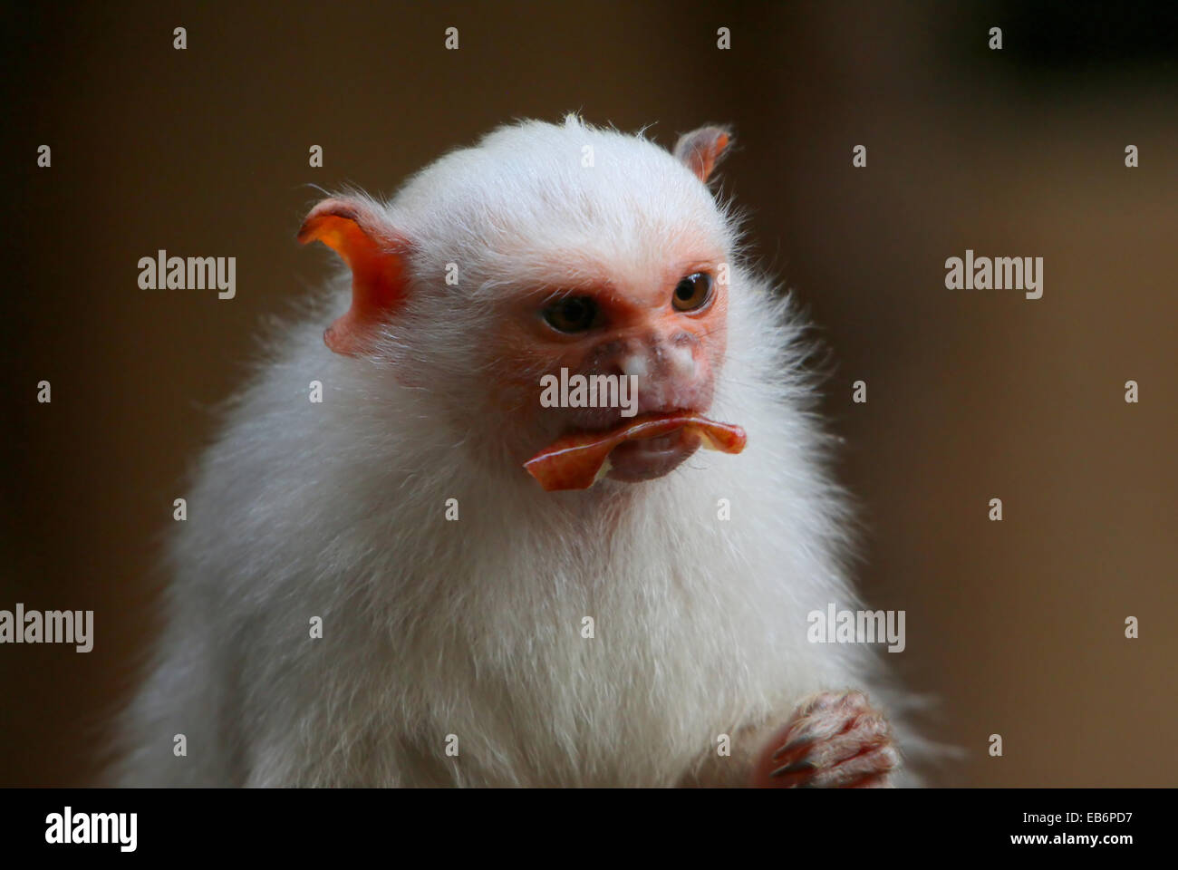 Marmoset feeding hi-res stock photography and images - Alamy