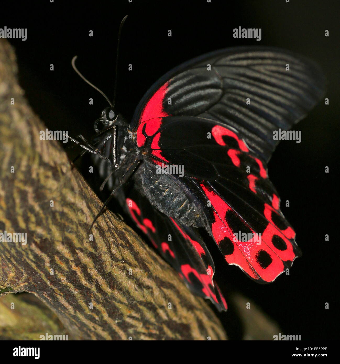 Female Scarlet or Red Mormon butterfly (Papilio deiphobus rumanzovia ...