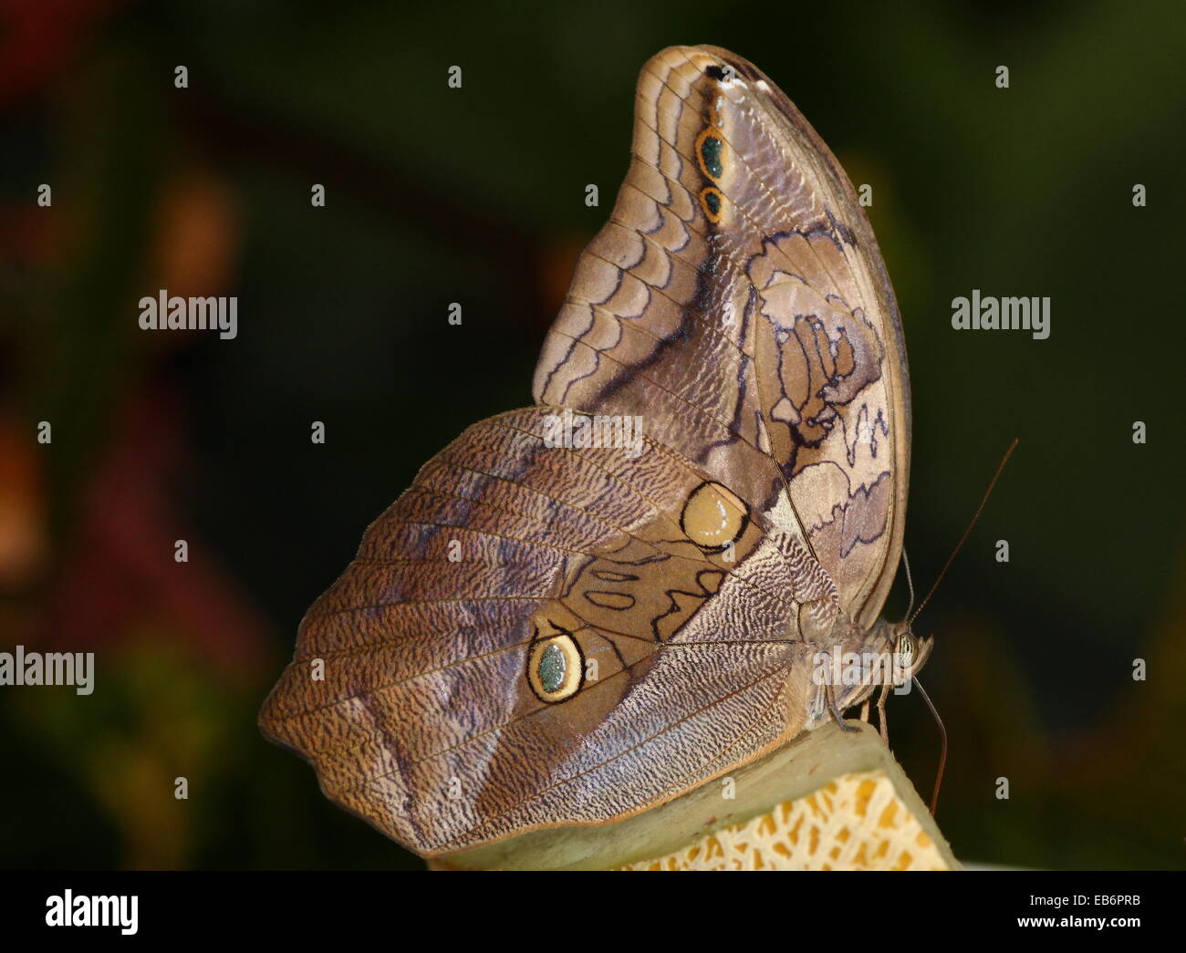 Automedon giant owl butterfly hi-res stock photography and images - Alamy