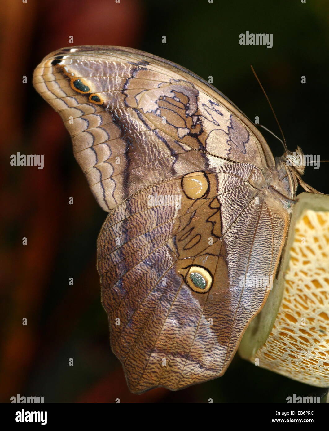 Automedon giant owl butterfly hi-res stock photography and images - Alamy