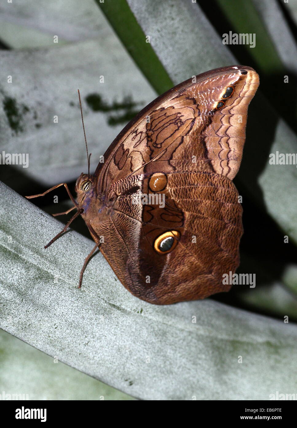 Automedon giant owl butterfly hi-res stock photography and images - Alamy
