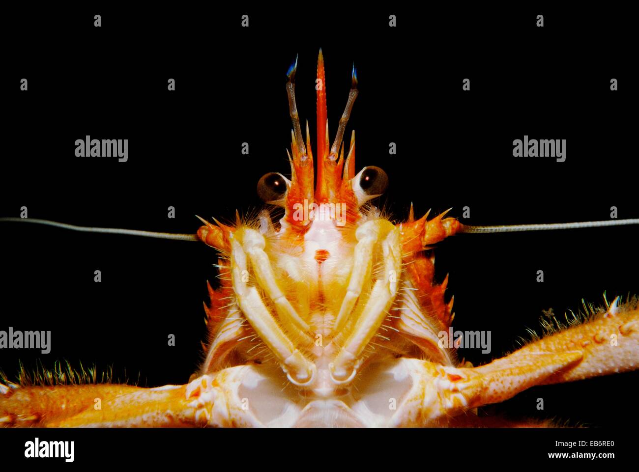 Lobster body hi-res stock photography and images - Alamy