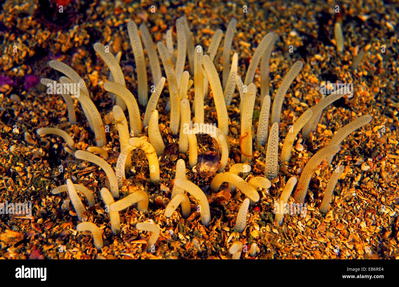 Polymastia sponge hi-res stock photography and images - Alamy