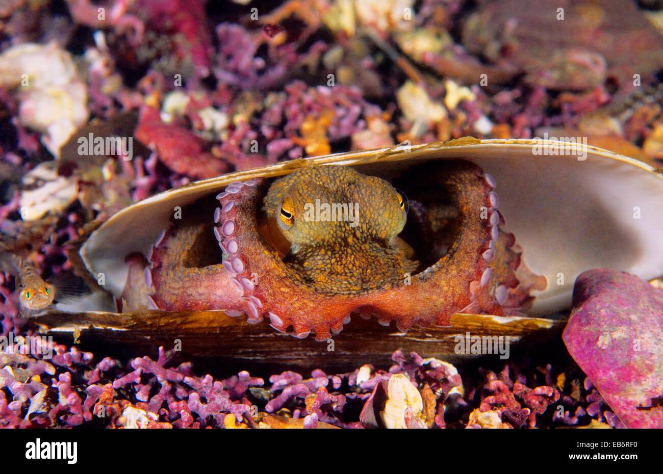 Otter Shell High Resolution Stock Photography and Images - Alamy